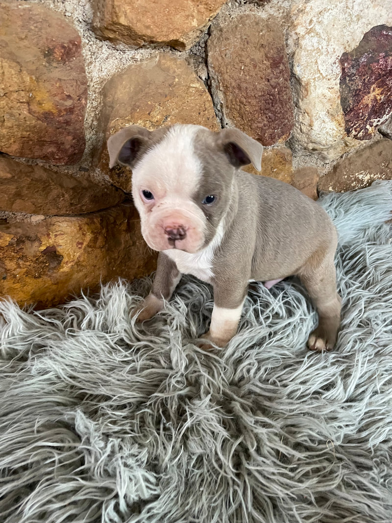 BOSTON TERRIERS - Home